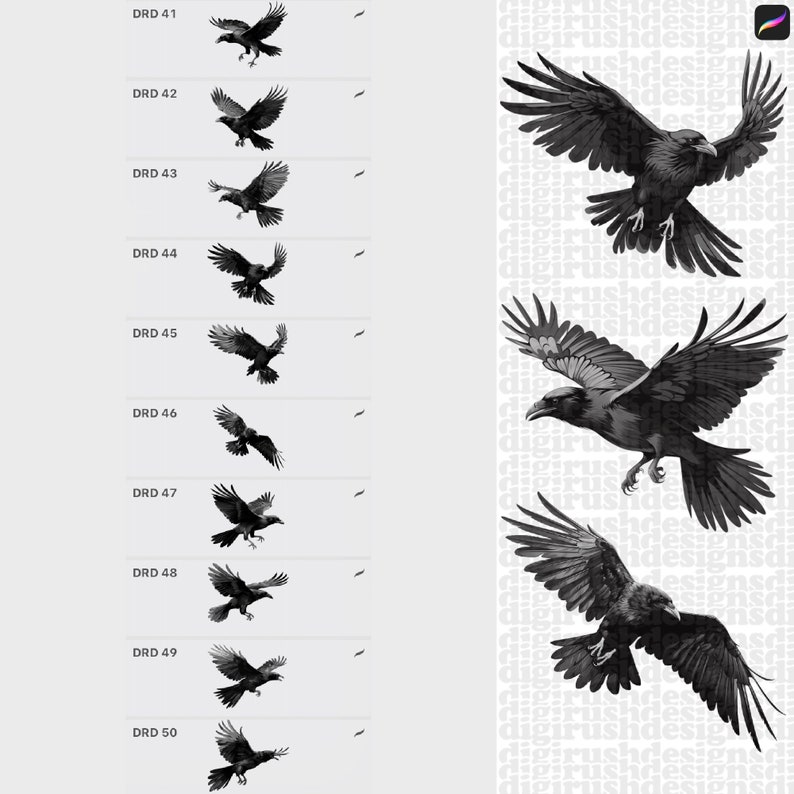 Crows Procreate Stamps, Crow Procreate Brushes, Realistic Crow Birds ...