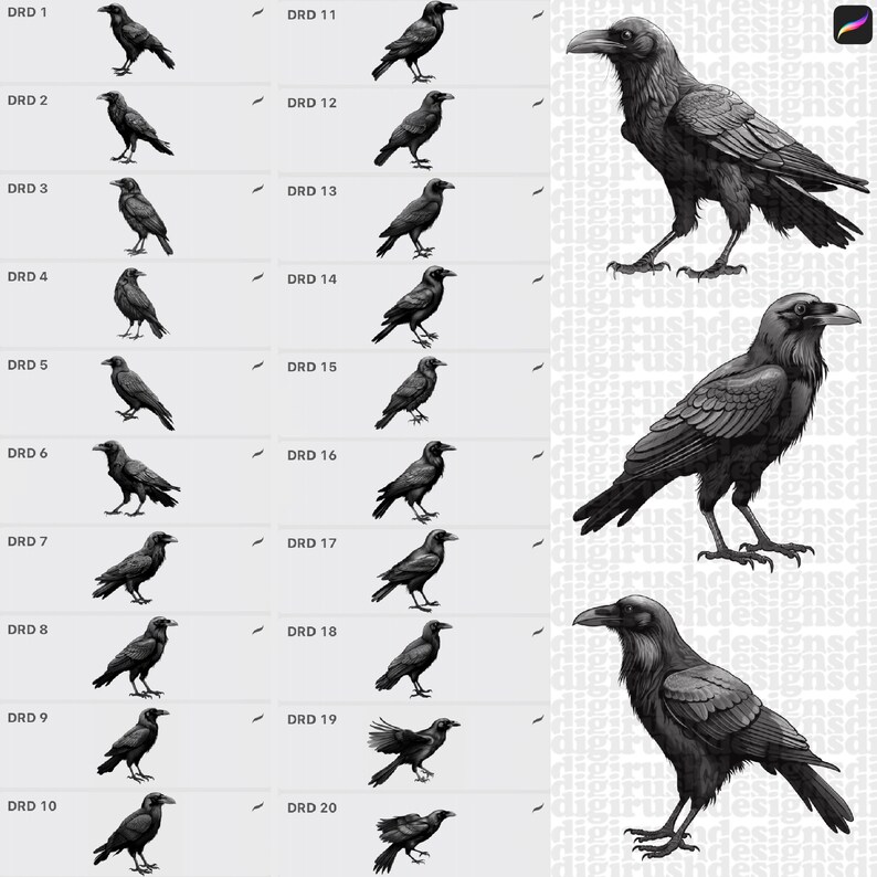 Crows Procreate Stamps, Crow Procreate Brushes, Realistic Crow Birds Stamps, Flying Crow Birds ...