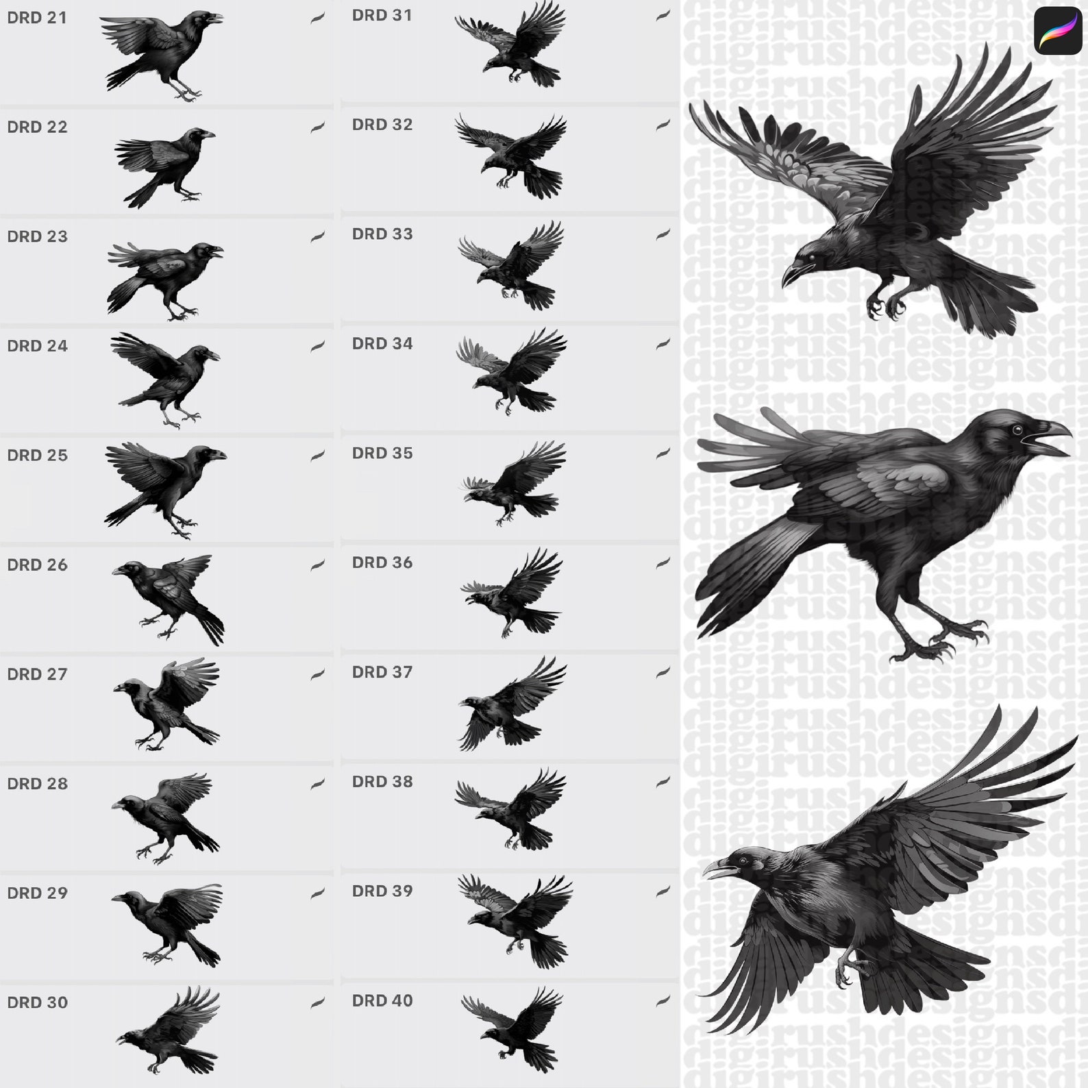 Crows Procreate Stamps, Crow Procreate Brushes, Realistic Crow Birds ...