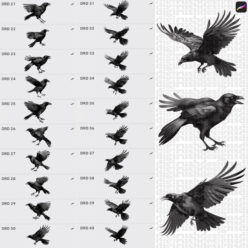 Crows Procreate Stamps, Crow Procreate Brushes, Realistic Crow Birds Stamps, Flying Crow Birds ...