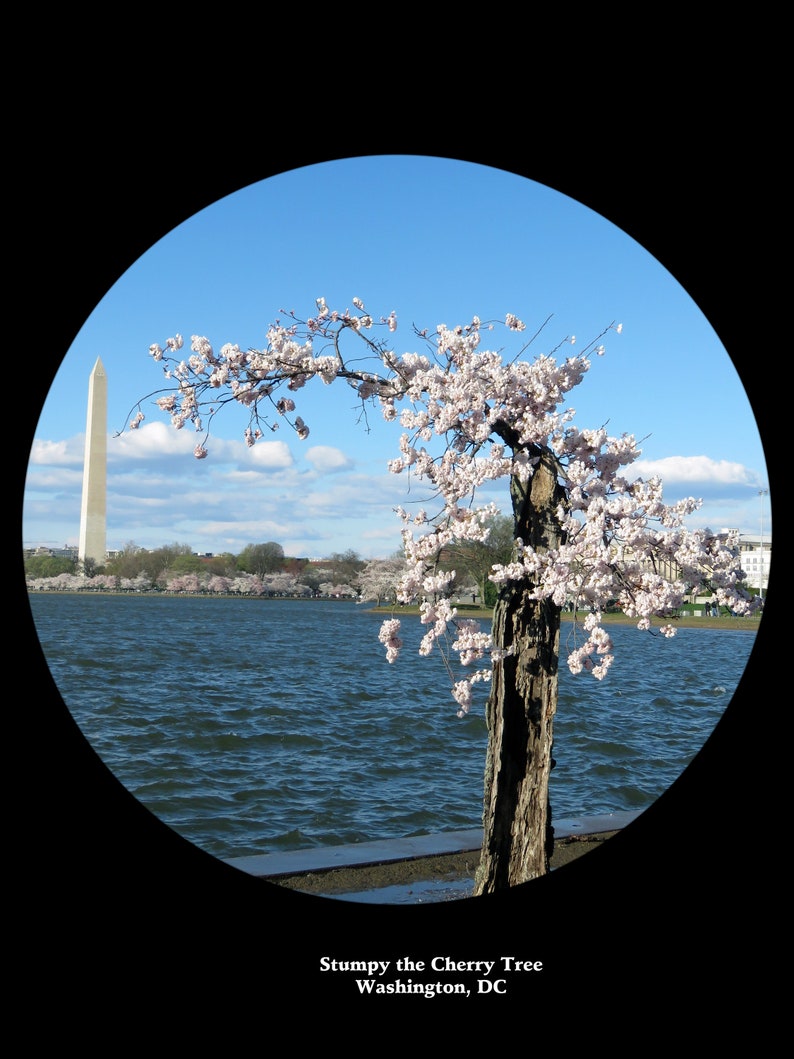 Stumpy the Cherry Blossom Tree - Etsy