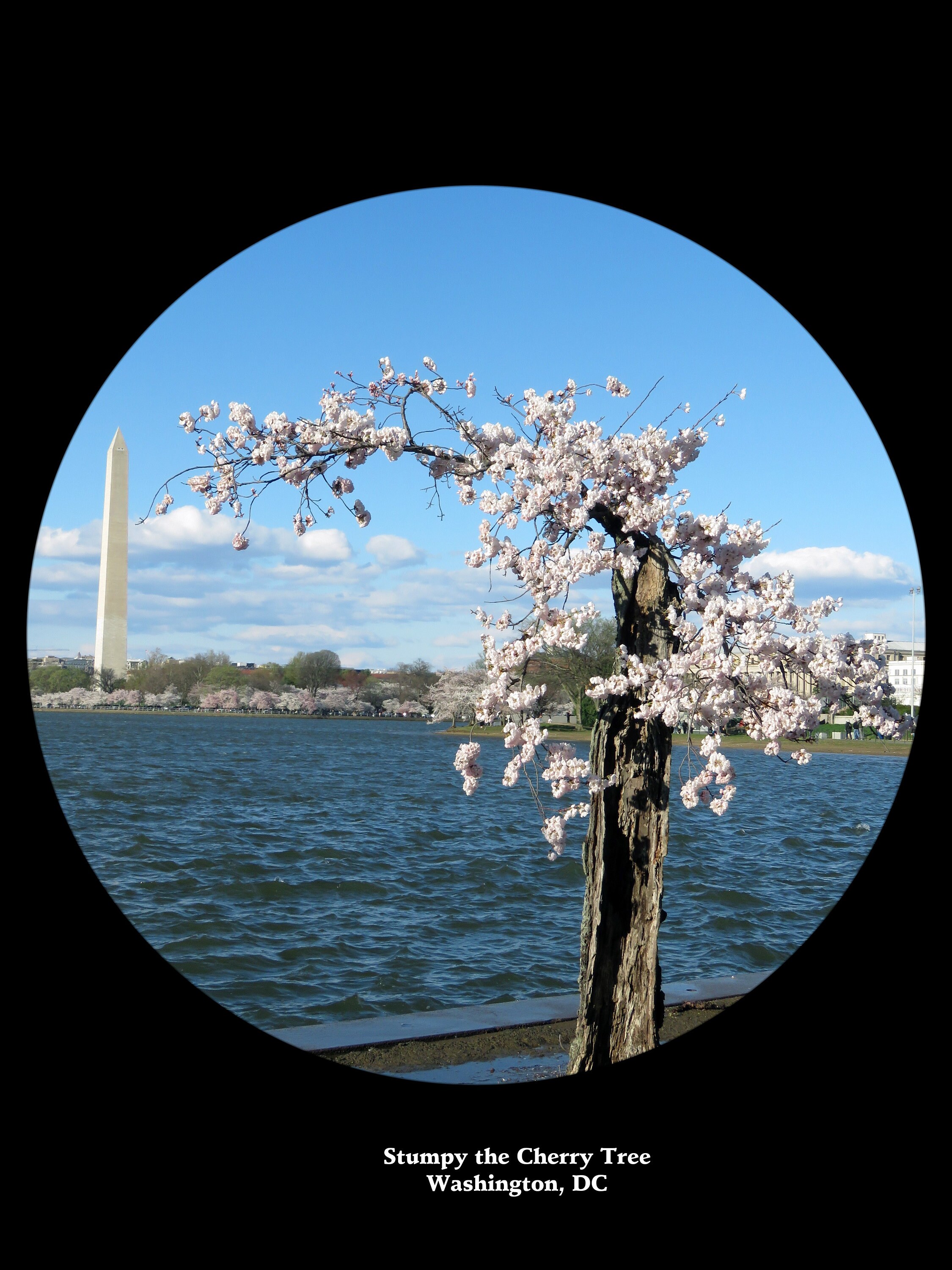 Stumpy the Cherry Blossom Tree - Etsy