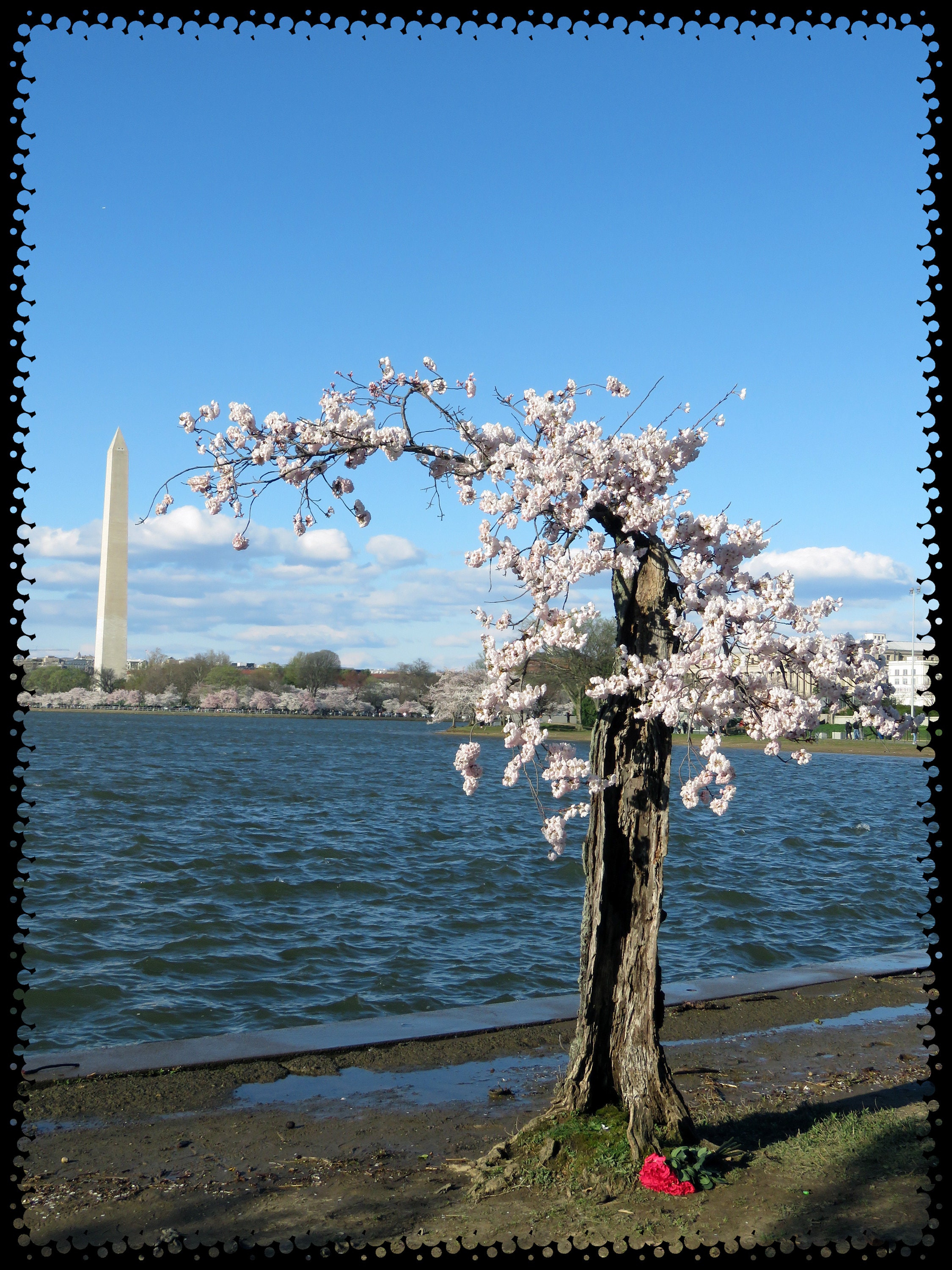 Stumpy the Cherry Blossom Tree - Etsy