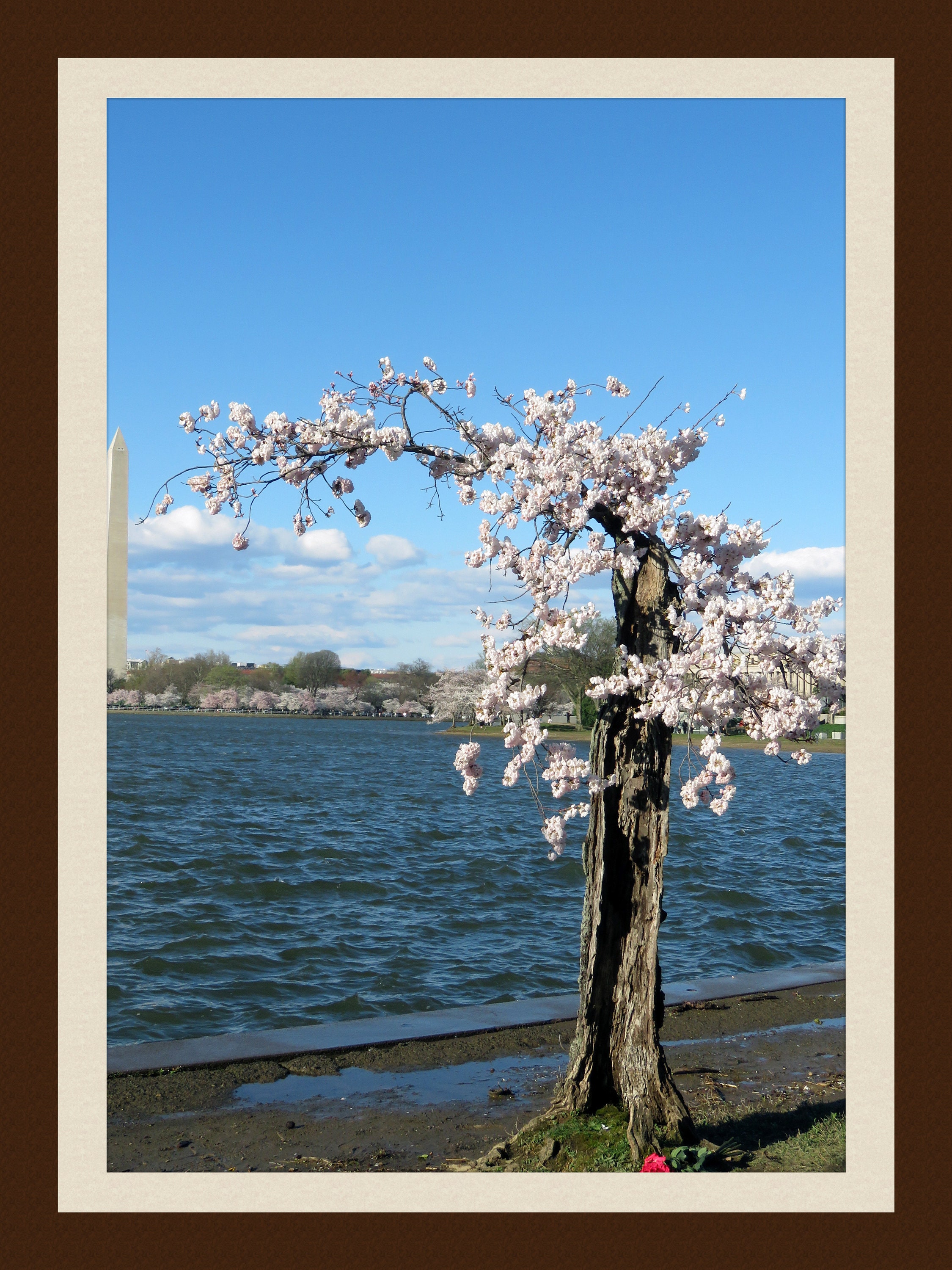 Stumpy the Cherry Blossom Tree - Etsy