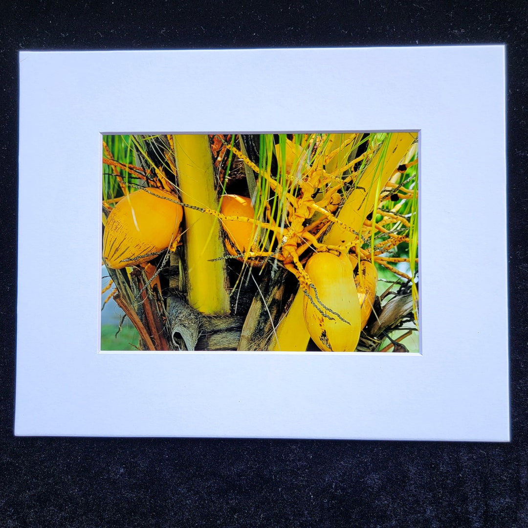 Coconut Tree (mat Artwork/print With Backing Board ) - Etsy