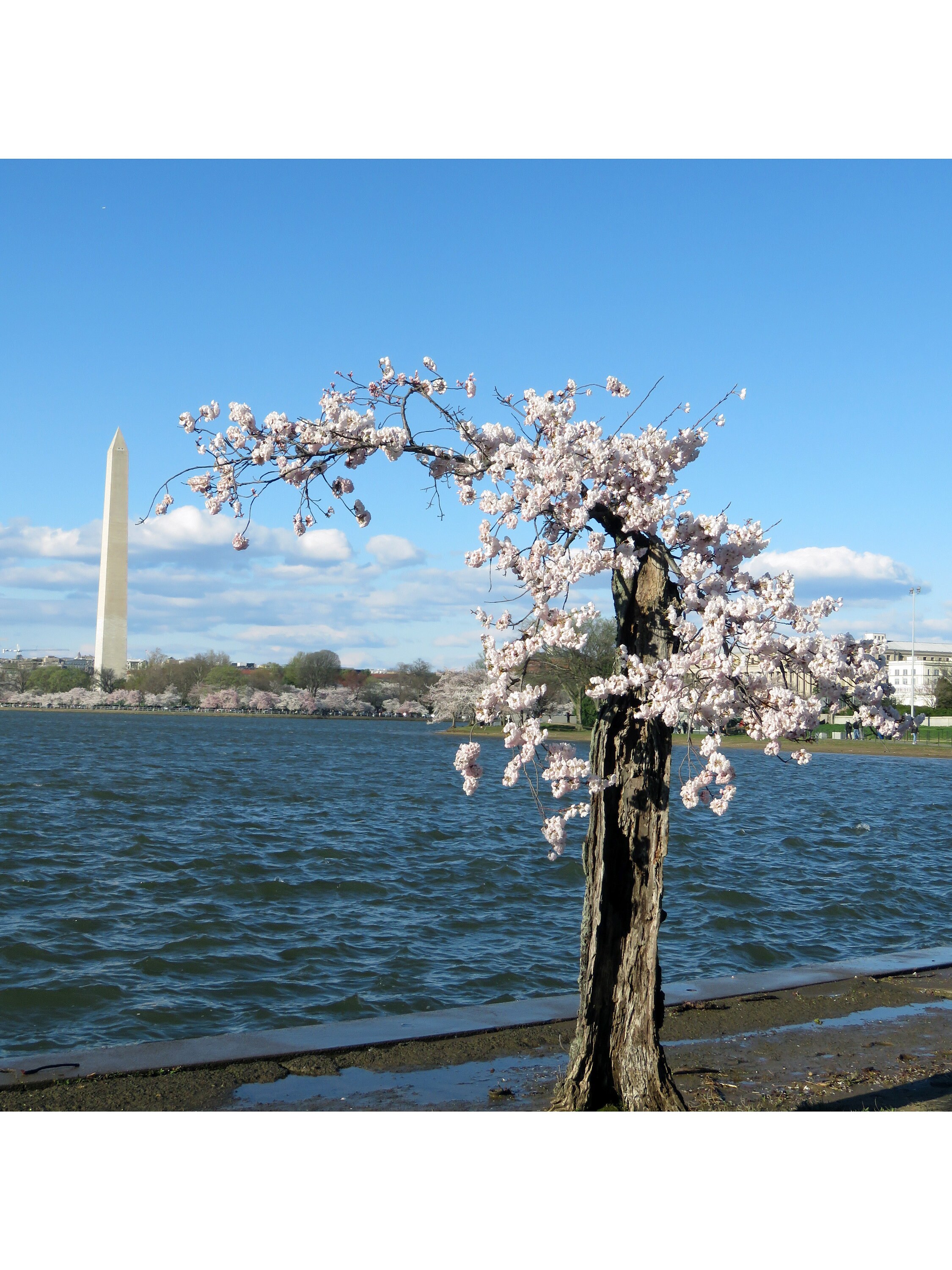 Stumpy the Cherry Blossom Tree - Etsy