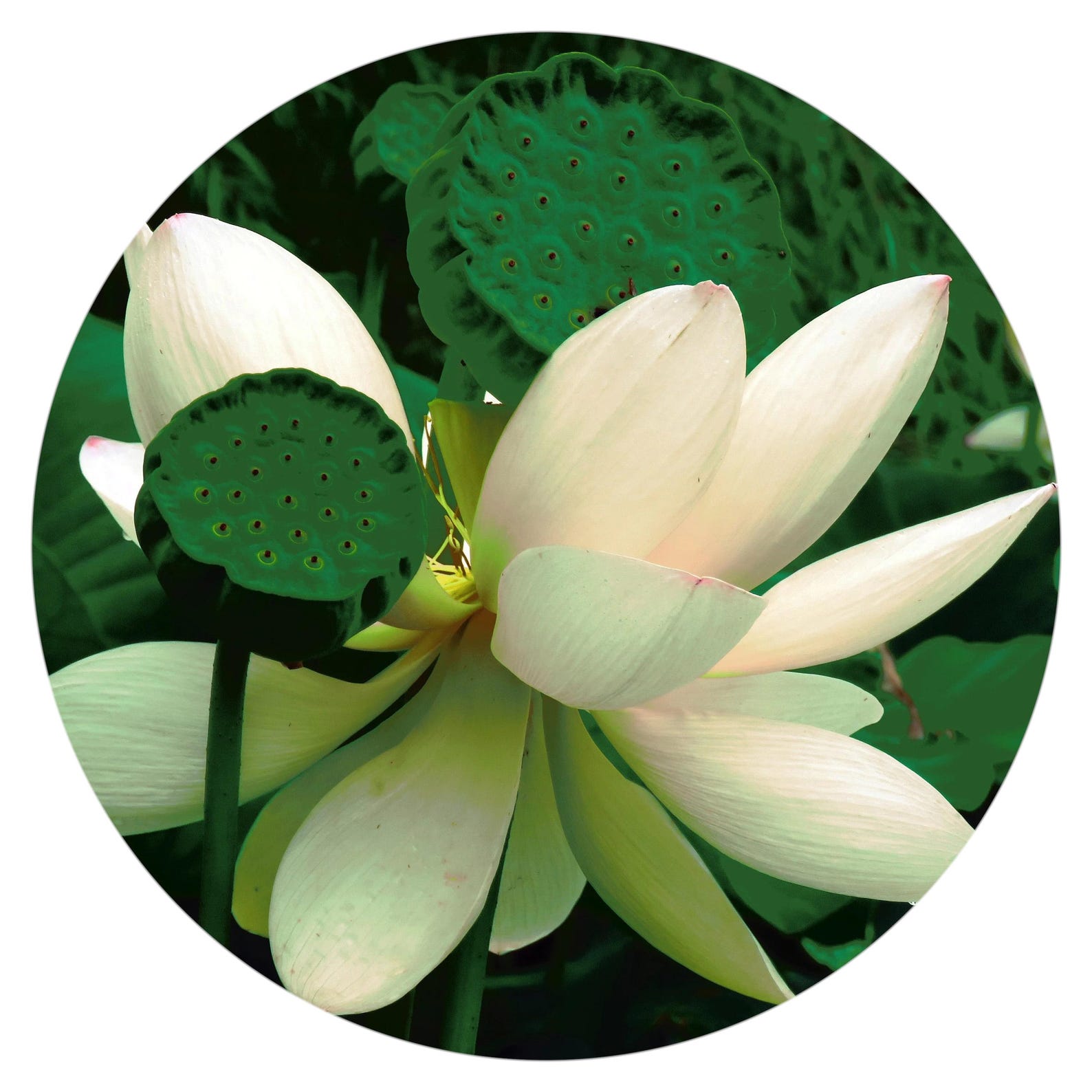 Lotus Flower (nelumbo Nucifera) - Etsy