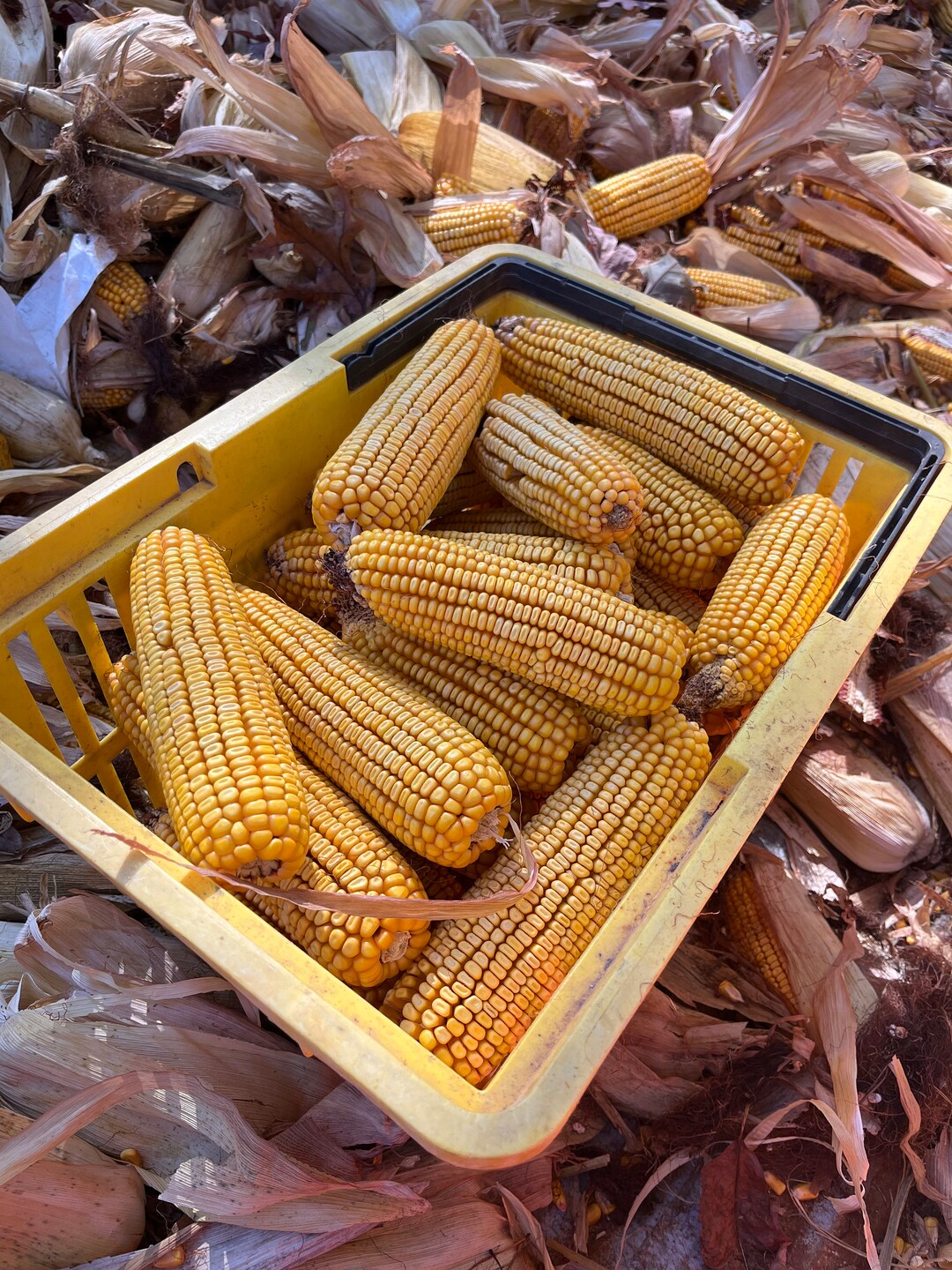 Shell Corn on the Cob - Etsy