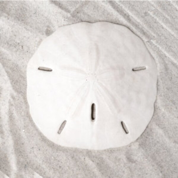 Sand Dollar - Etsy