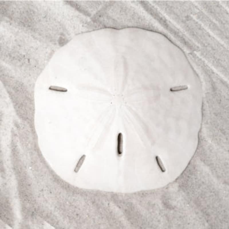 Large Sand Dollar - Etsy