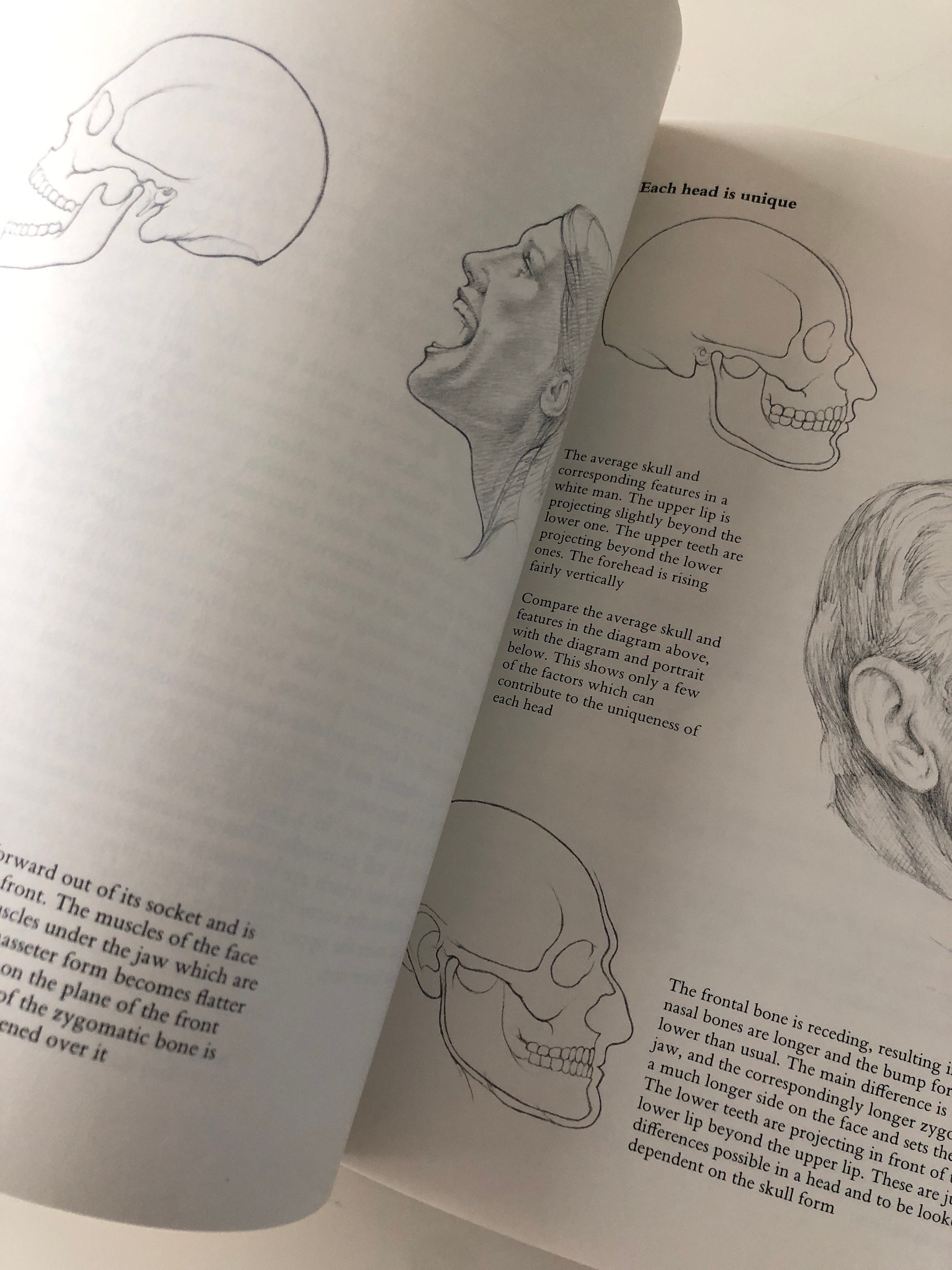 How to Draw A Human Head Techniques and Anatomy - Etsy