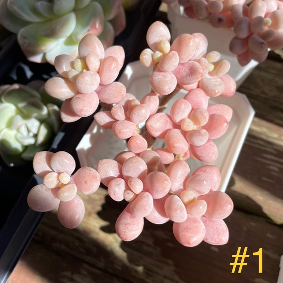 Sedum Caviar 3in Cluster Rare Succulent Extremely Rare | Etsy