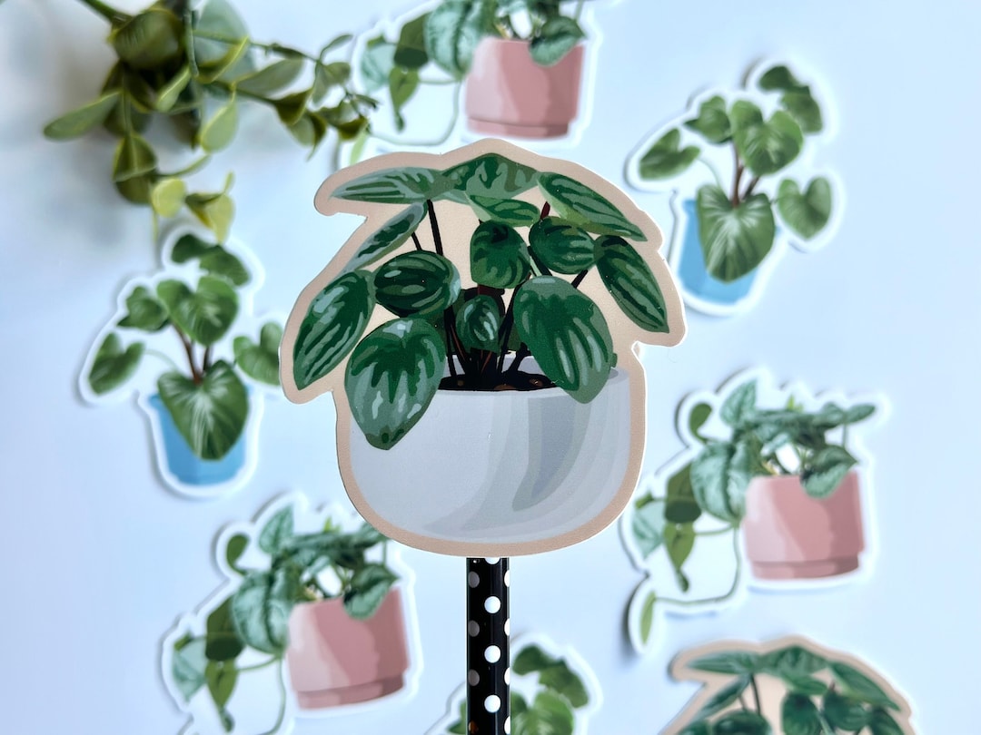 House Plant Vinyl Laptop Sticker Pack, Set of 3 Plant Water Bottle ...