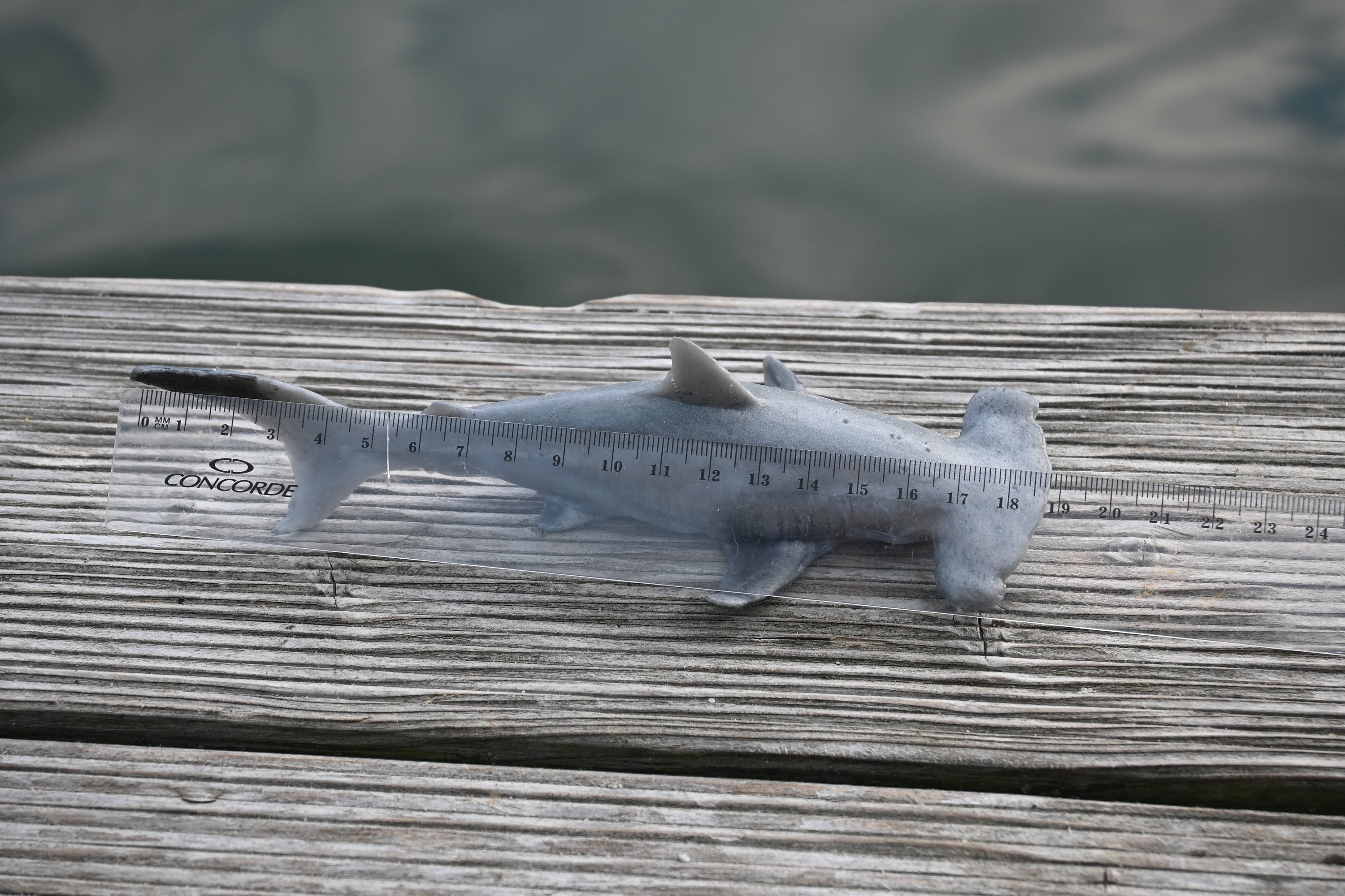Baby Shark Fish Pets Iridescent Shark Wikipedia