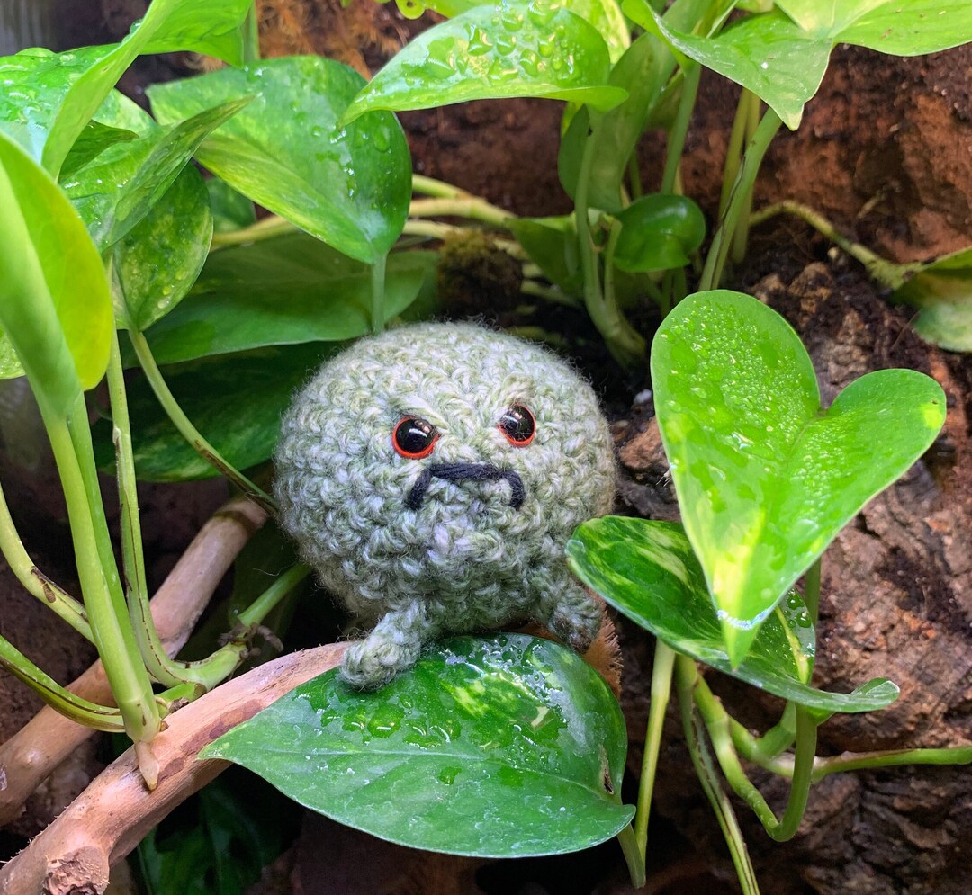 Mystery Frog Box - Etsy