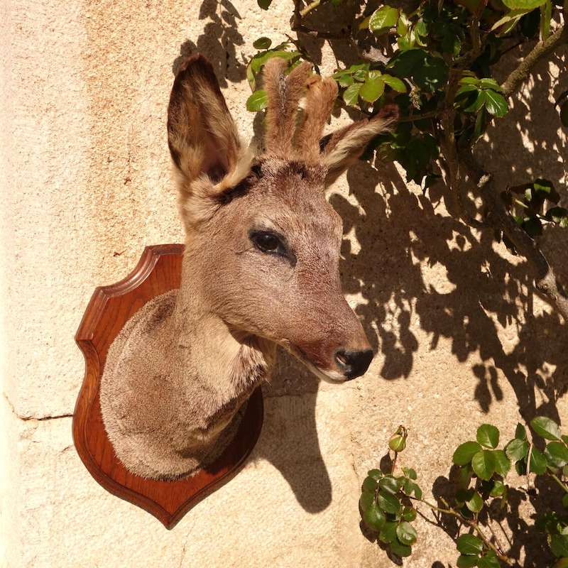 Real Mounted Deer Head - Etsy