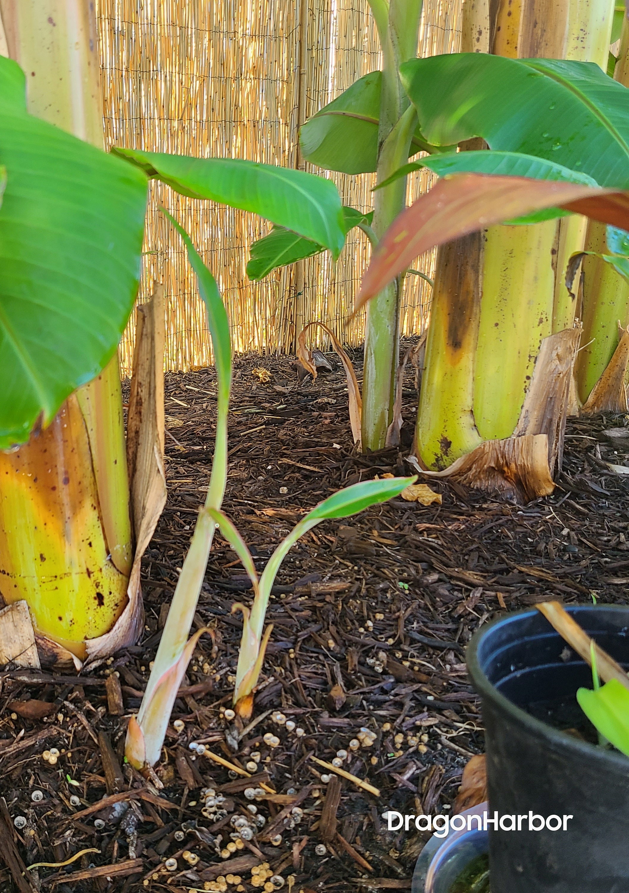 Blue Java Ice Cream Banana Musa Plant - Etsy