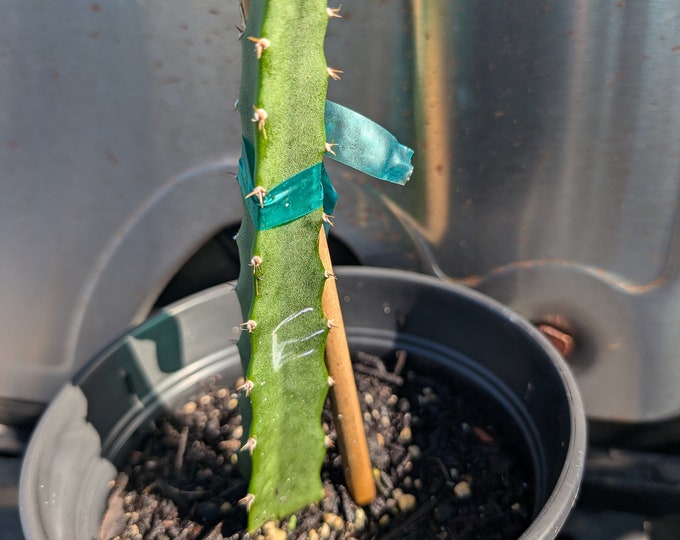Ecuador Palora Rooted Dragon Fruit Plant - Etsy