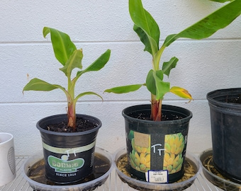 4 Musa 'truly Tiny' world's Smallest Edible Banana Plant - Etsy