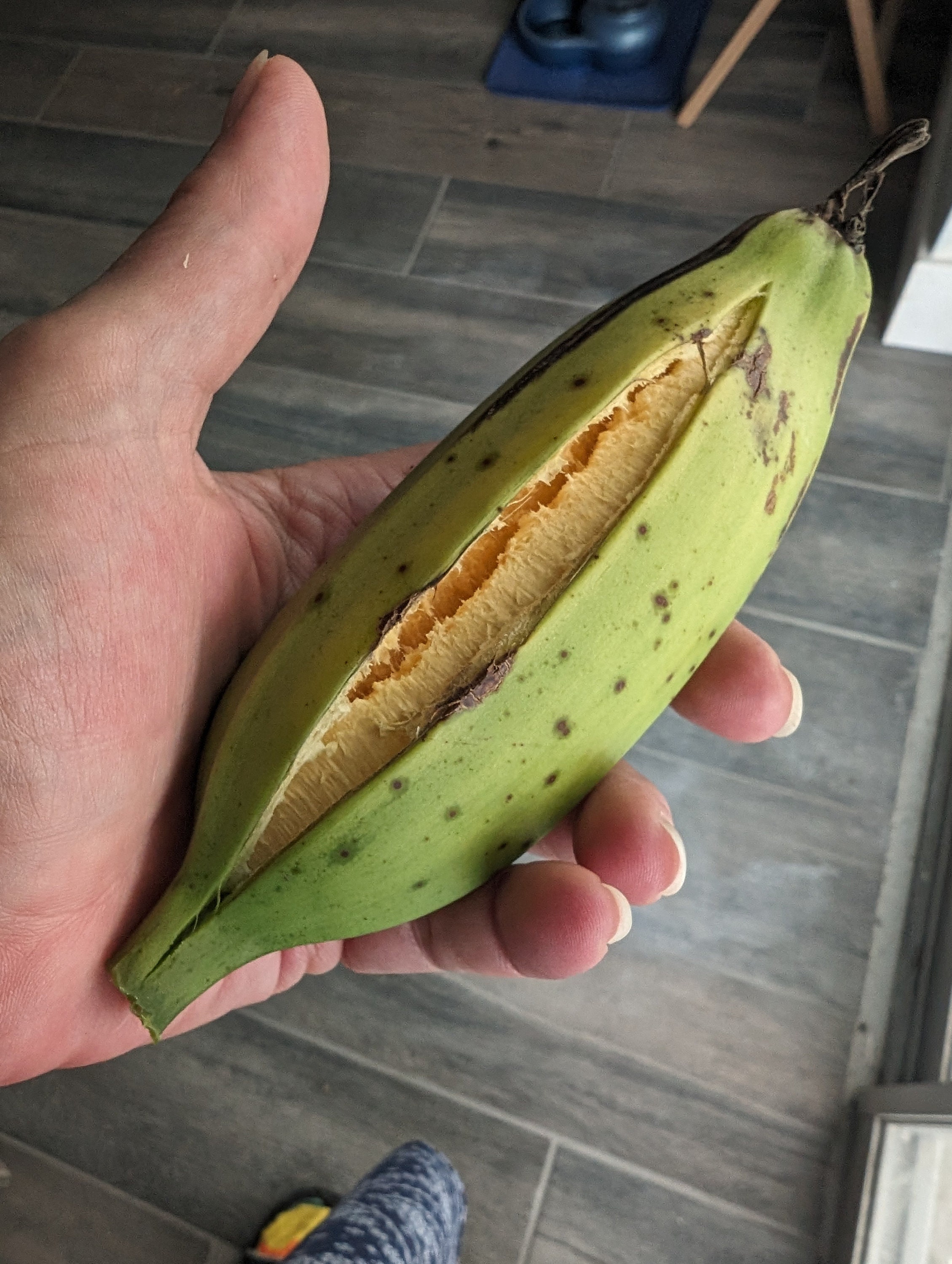 Kokopo Banana Musa Plant - Etsy