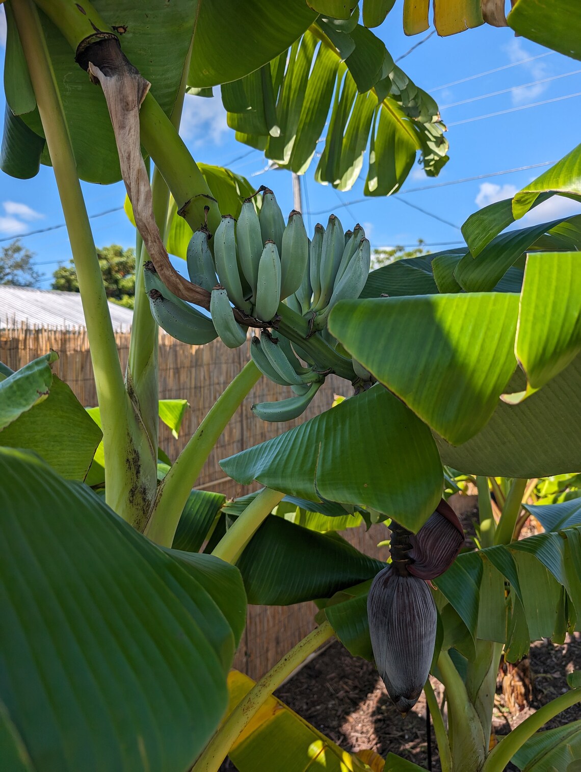 Blue Java Ice Cream Banana Musa Plant - Etsy