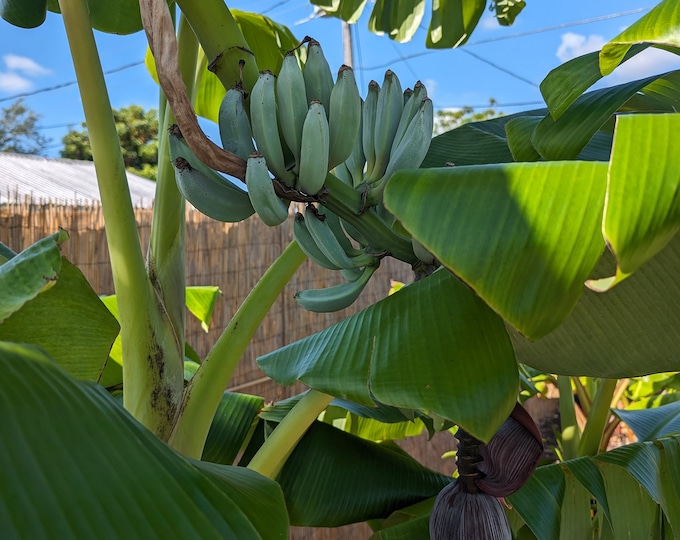Blue Java Ice Cream Banana Musa Plant - Etsy