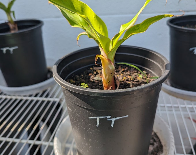 Truly Tiny Banana Musa Plant - Etsy