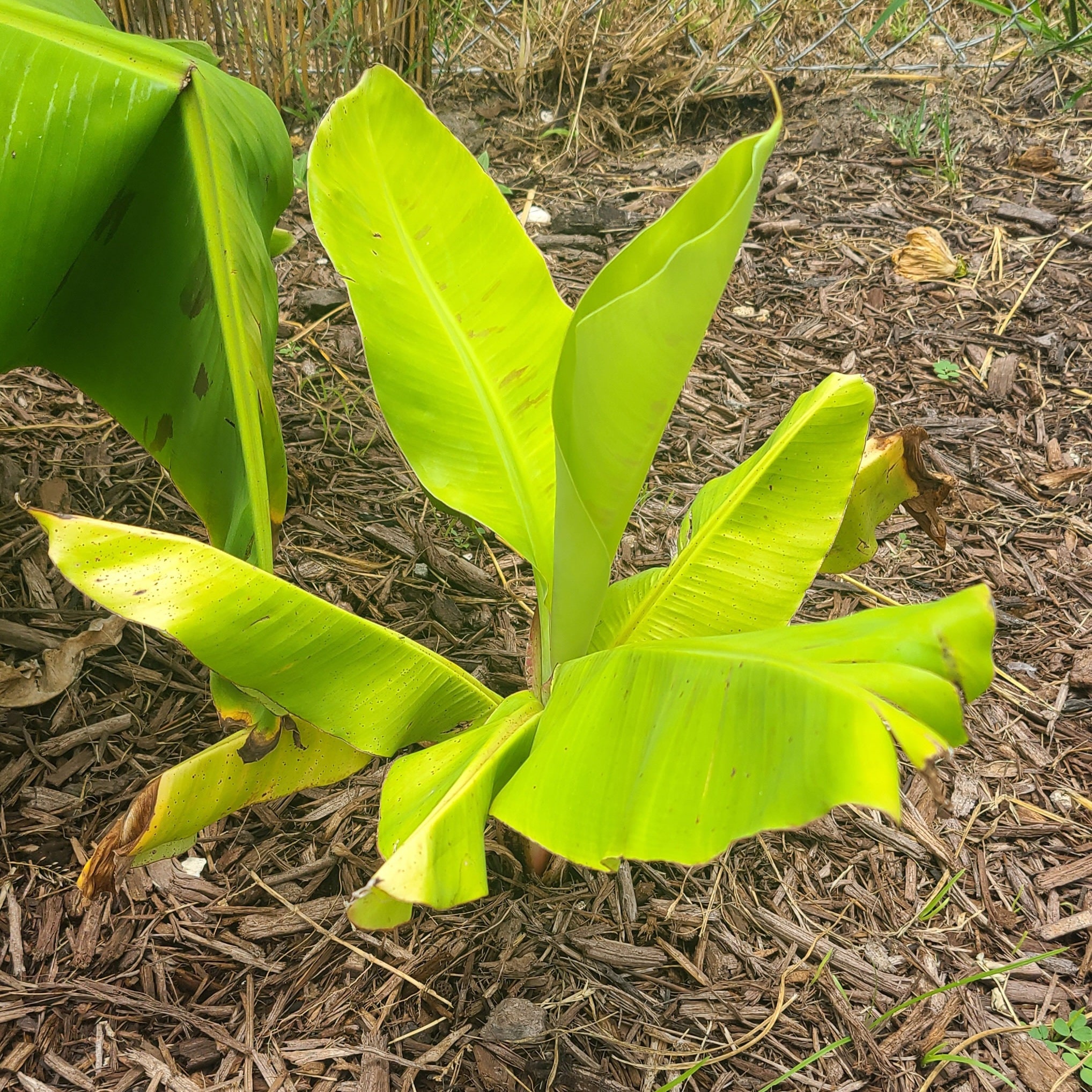 Dwarf Cavendish Banana Musa Plant - Etsy