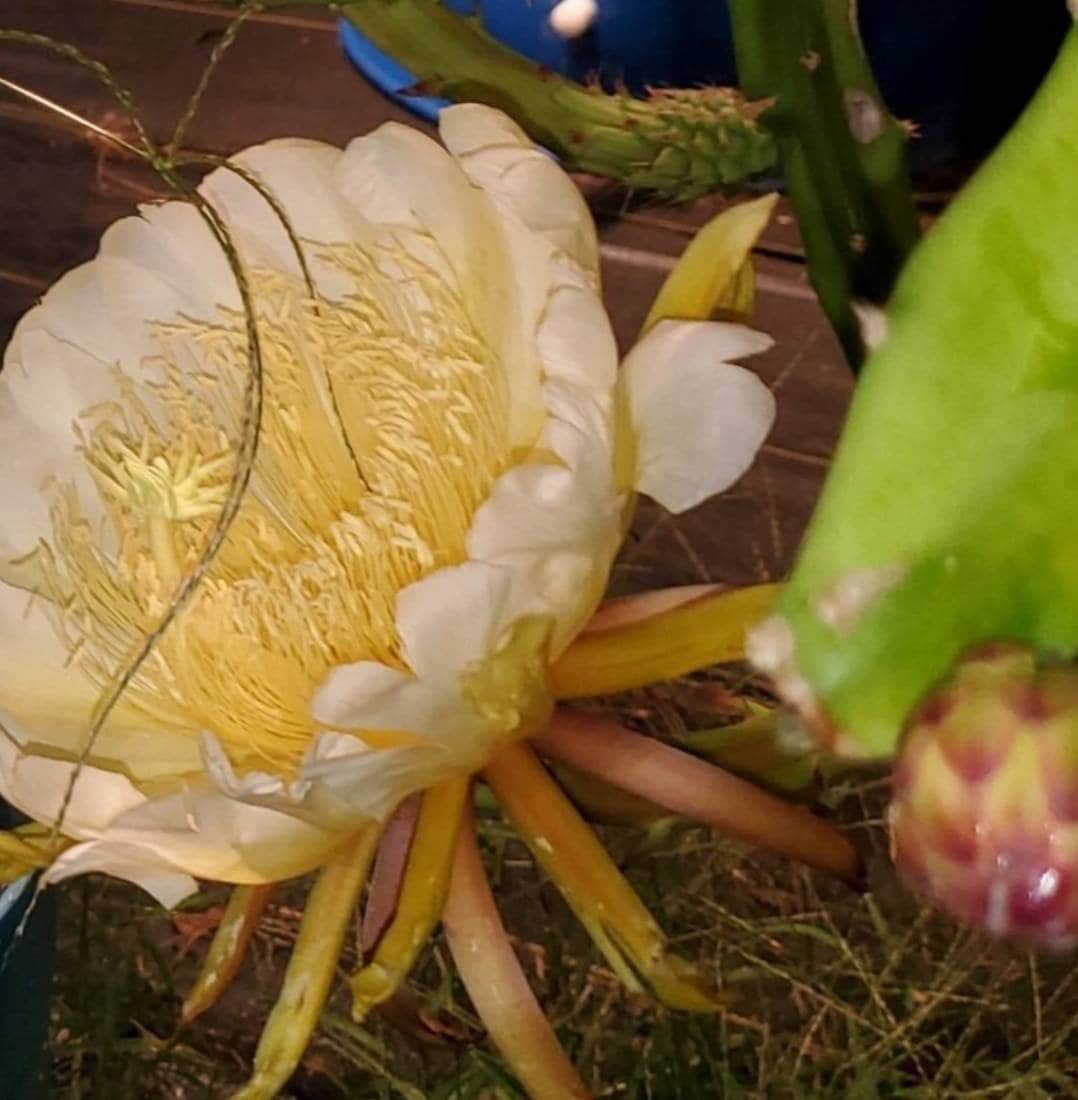 Ecuador Palora Rooted Dragon Fruit Plant - Etsy