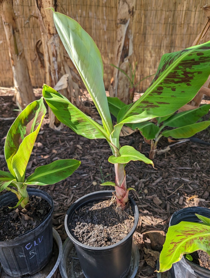 Dwarf Cavendish Banana Musa Plant - Etsy