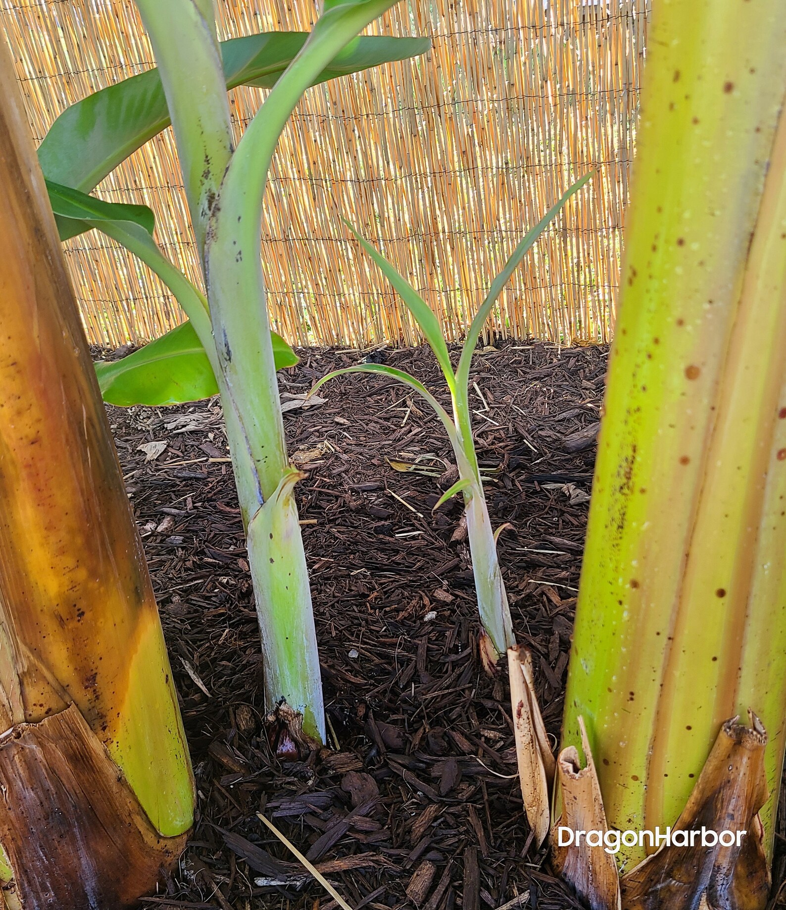 Blue Java Ice Cream Banana Musa Plant - Etsy