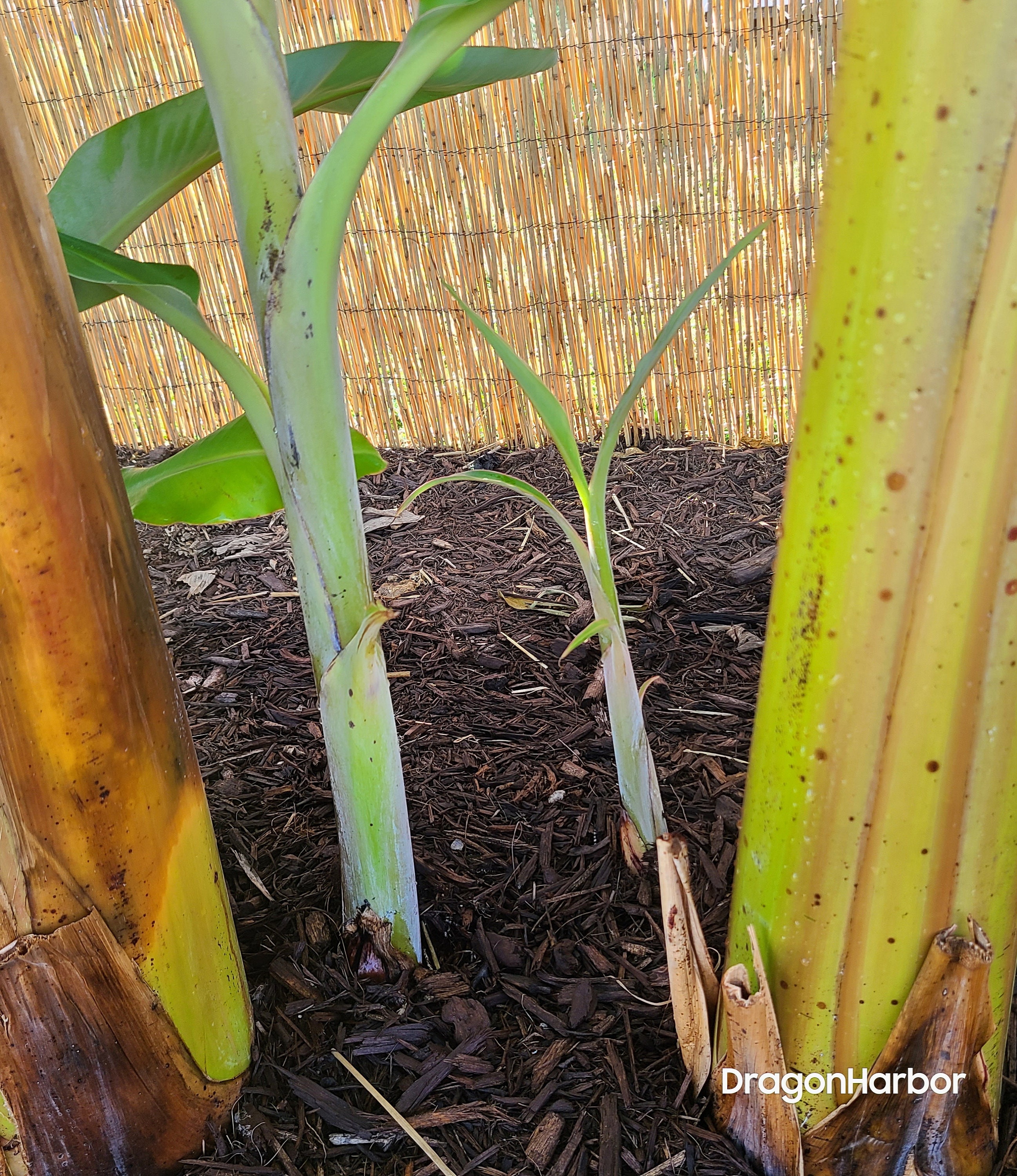 Blue Java Ice Cream Banana Musa Plant - Etsy