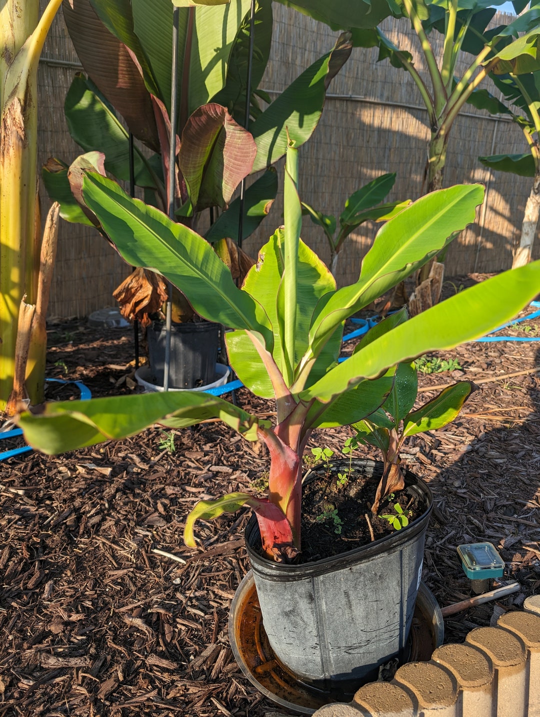 Kokopo Banana Musa Plant - Etsy