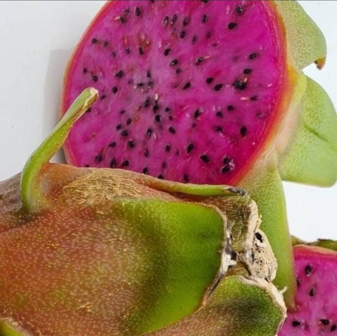 Asunta 3 Rooted Dragon Fruit Plant. - Etsy