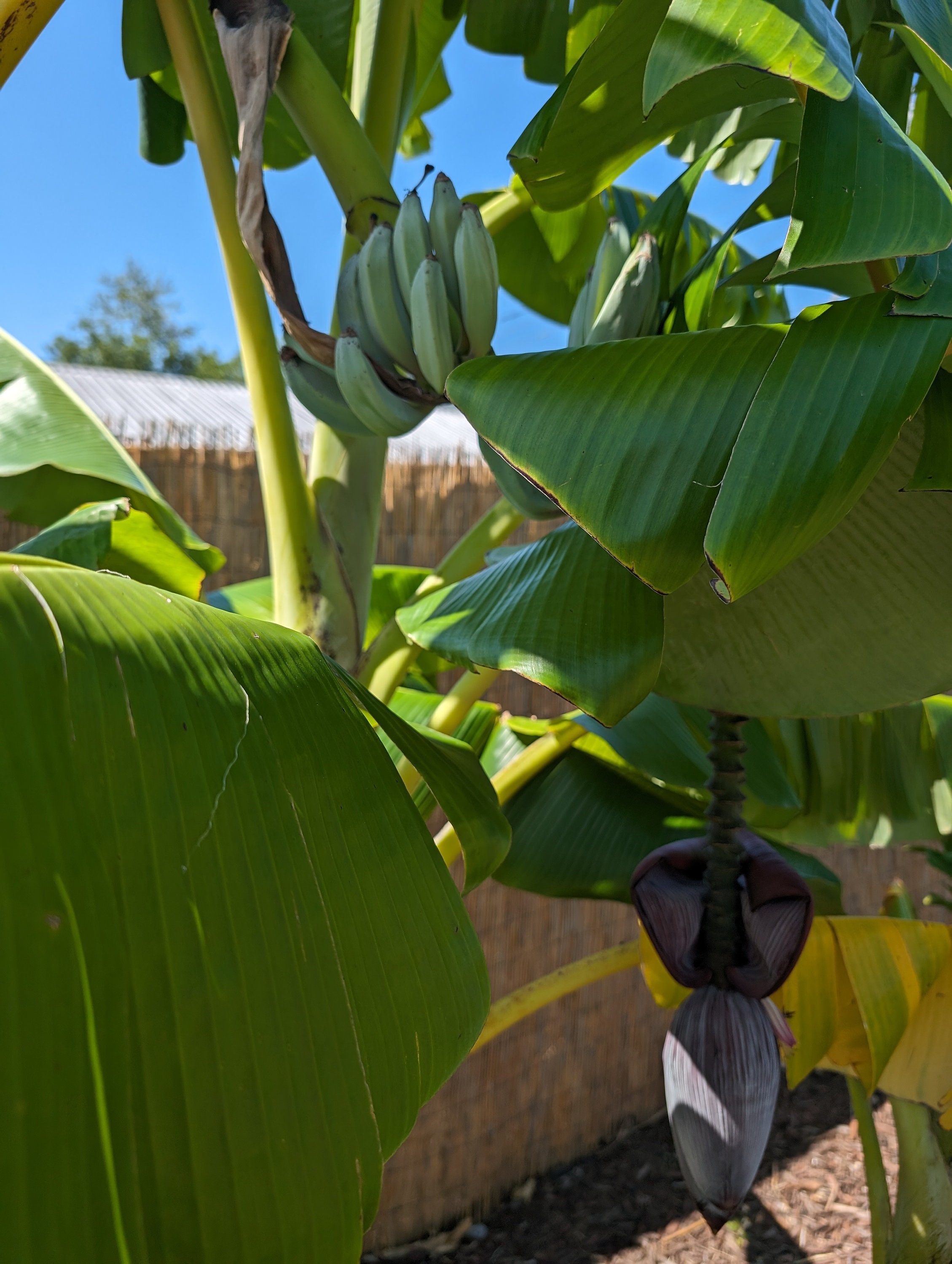 Blue Java Ice Cream Banana Musa Plant - Etsy