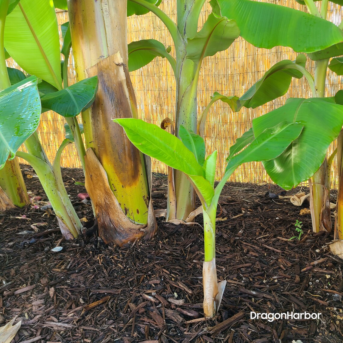 Blue Java Ice Cream Banana Musa Plant - Etsy