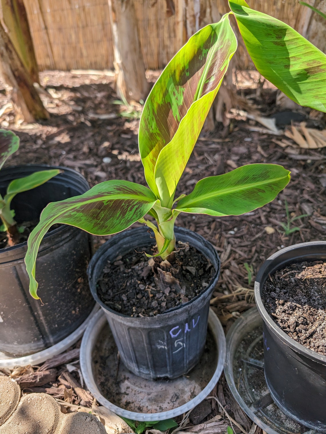 Dwarf Cavendish Banana Musa Plant - Etsy