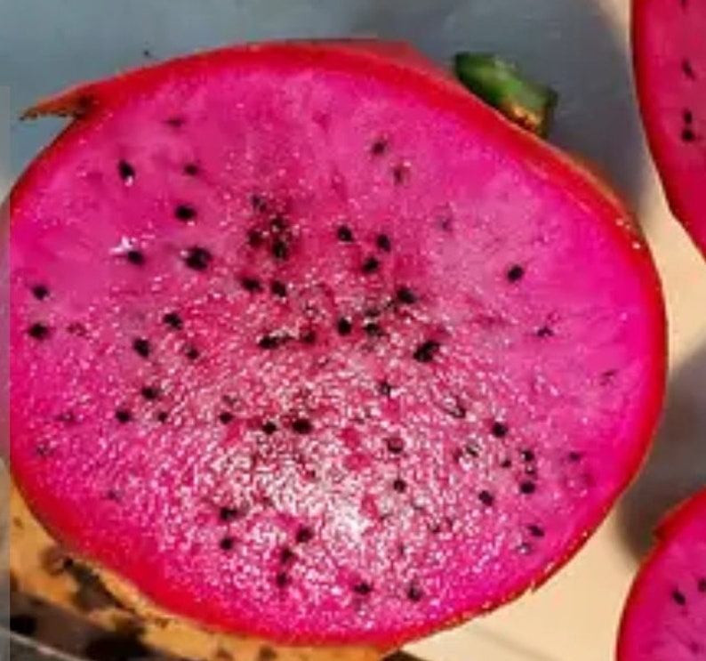 Tricia Dragon Fruit Rooted Plant. - Etsy