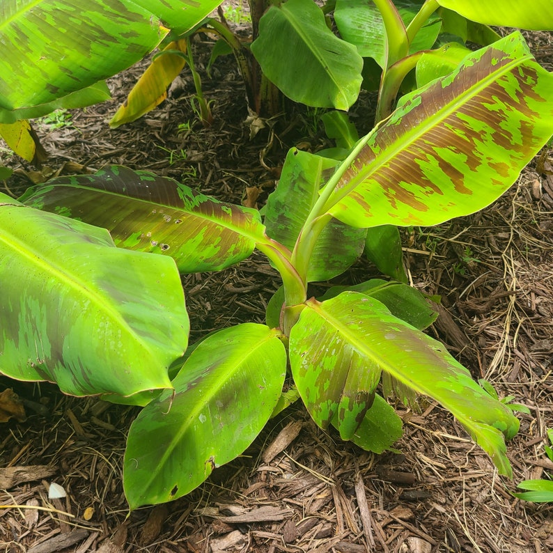 Dwarf Cavendish Banana Musa Plant - Etsy