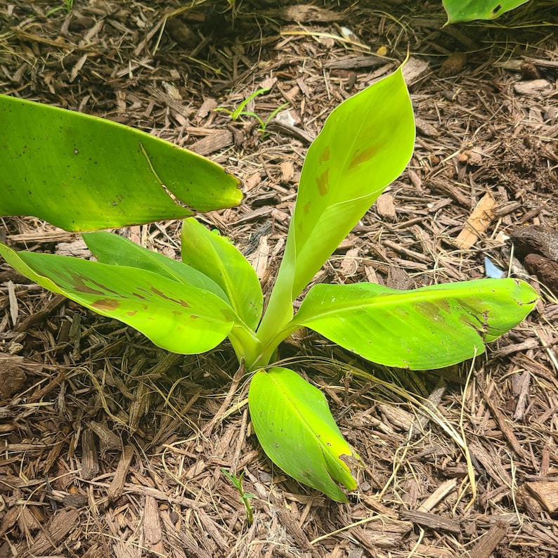 Dwarf Cavendish Banana Musa Plant - Etsy
