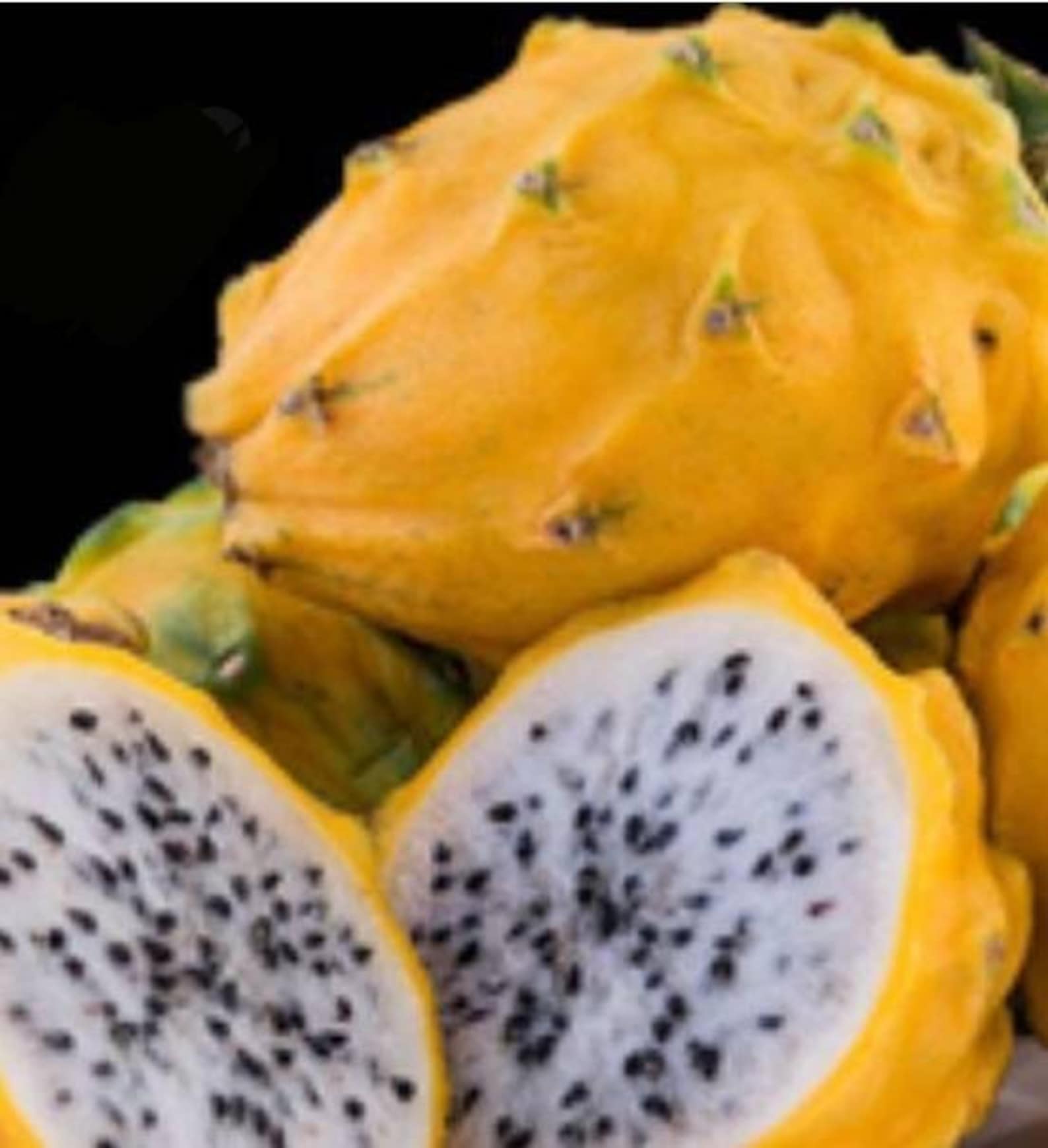 Ecuador Palora Rooted Dragon Fruit Plant - Etsy