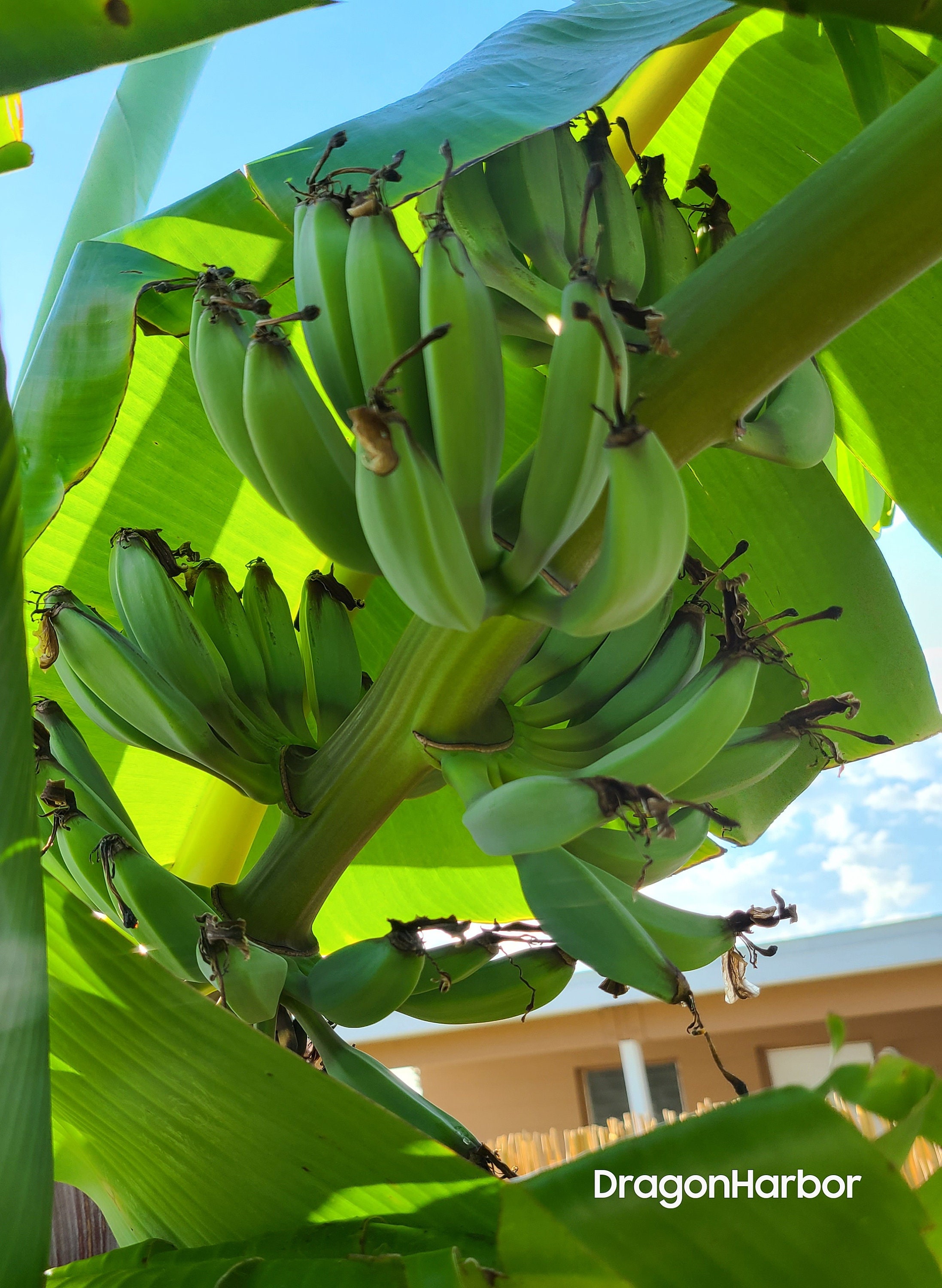 Blue Java Ice Cream Banana Musa Plant - Etsy