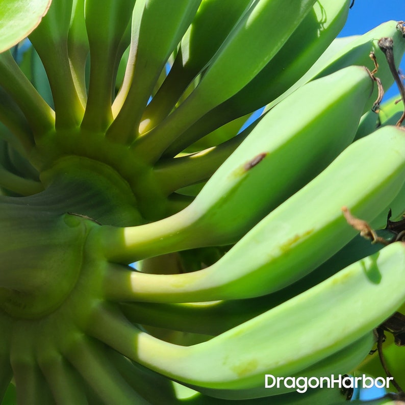 Blue Java Ice Cream Banana Musa Plant - Etsy