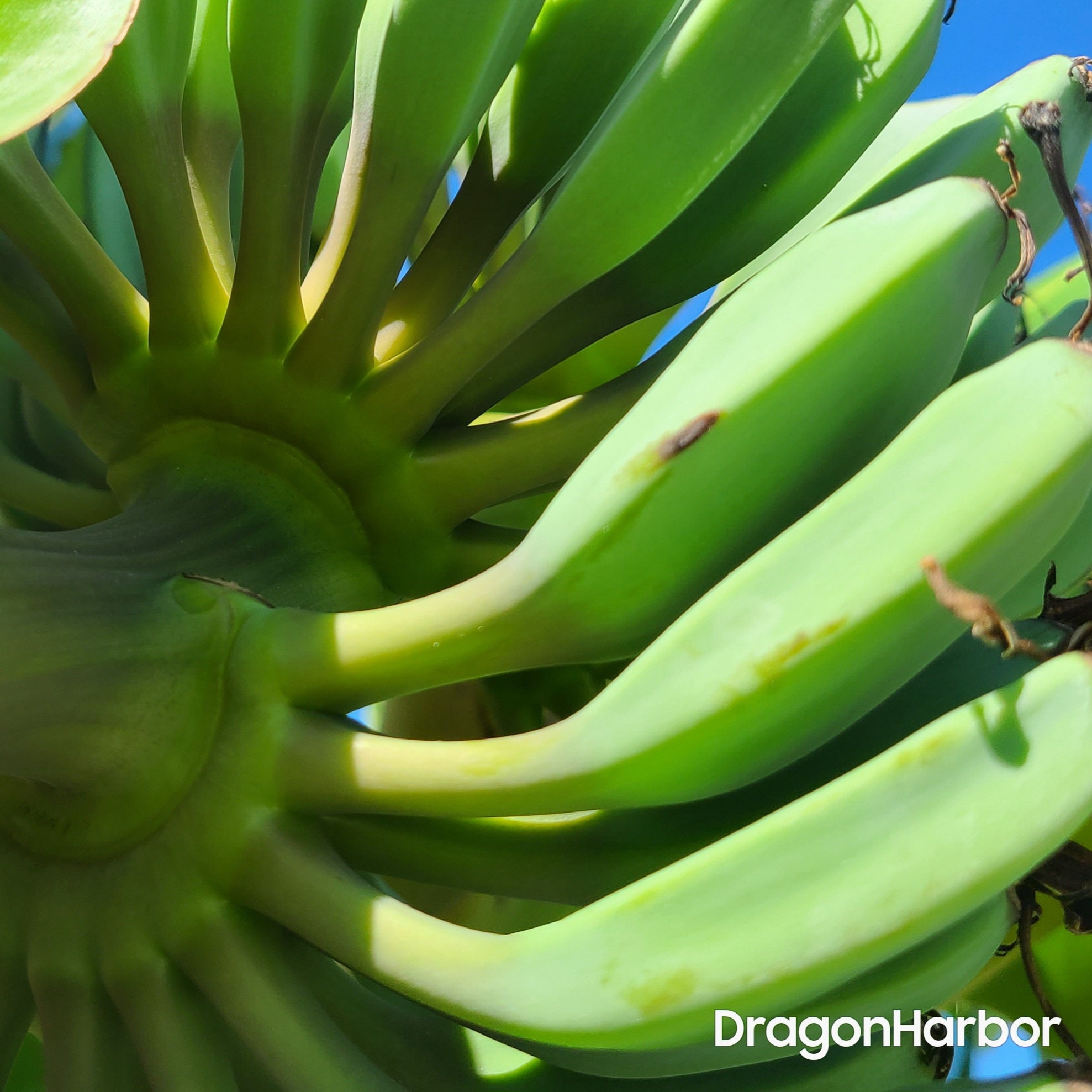 Blue Java Ice Cream Banana Musa Plant - Etsy