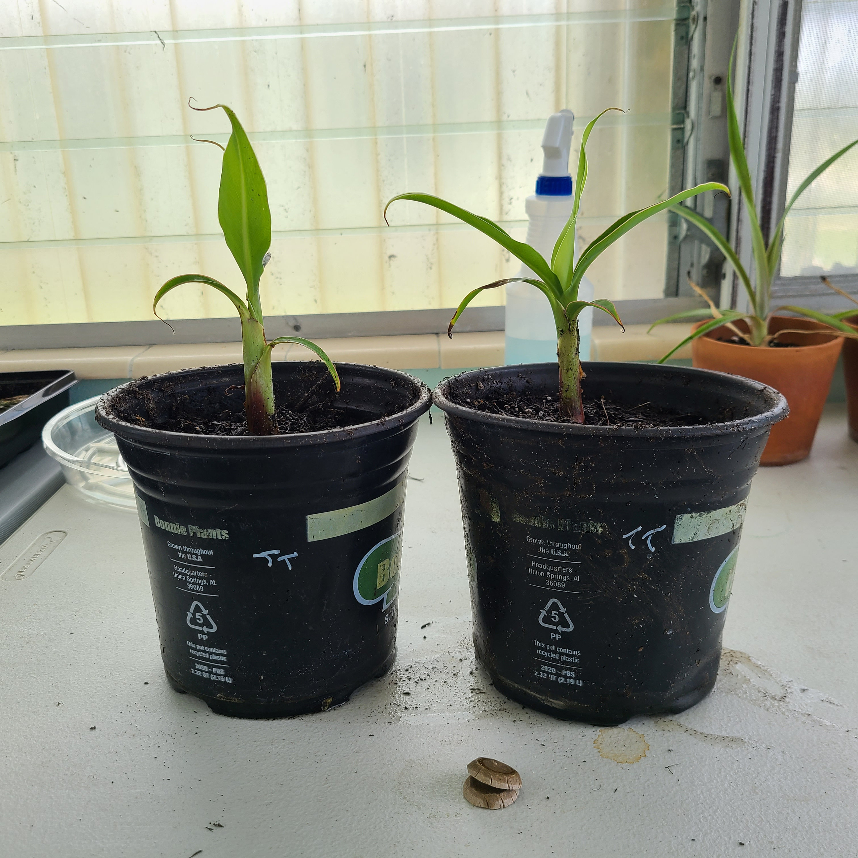 Truly Tiny Banana Musa Plant - Etsy