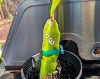 Edgars Baby Dragon Fruit Starter Plant (ALL STARTER PLANTS Require You ...