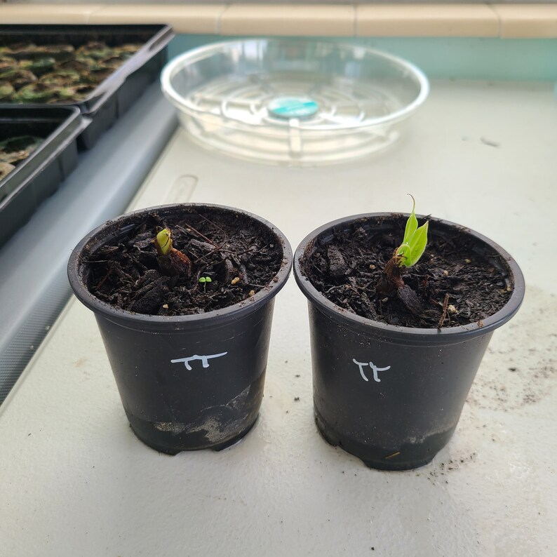 Truly Tiny Banana Musa Plant - Etsy
