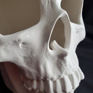 Ceramic Bisque - Realistic Skull 7-1/2" - Etsy