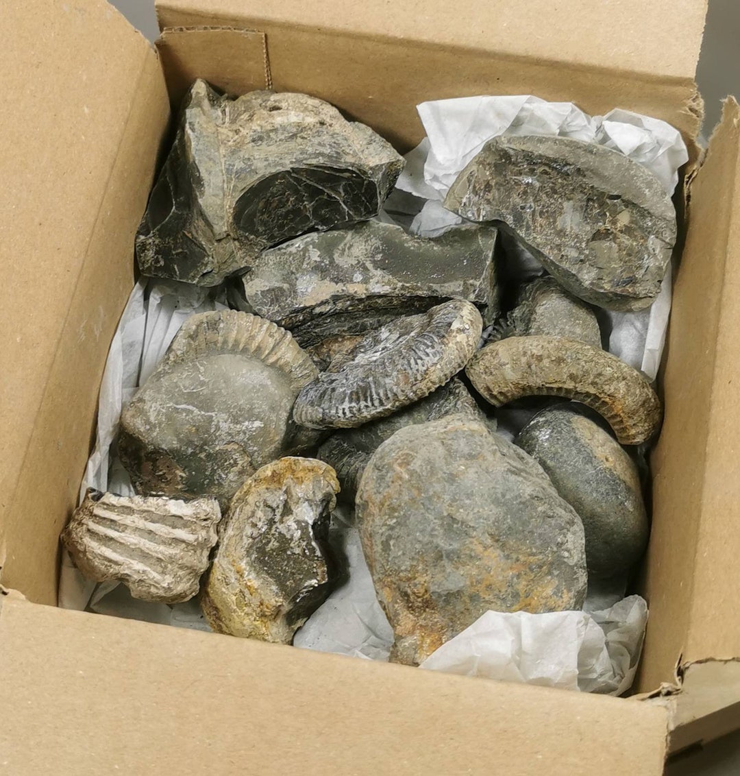1-1.5 KG Mystery Fossil Bundle - Etsy