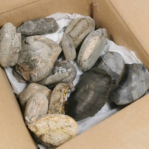 Fossils Rocks - Etsy